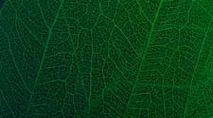 The Difference Between First Line and Second Line IT Support