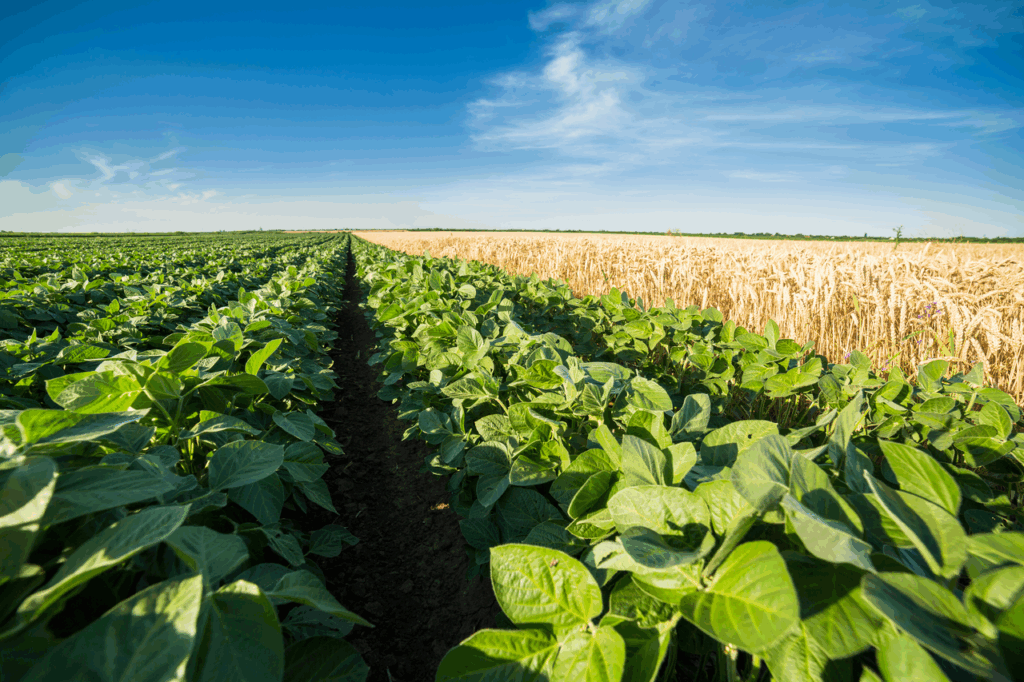 Syngenta Deploys SAP Cloud ERP Private, SAP Business AI to Support Data ...